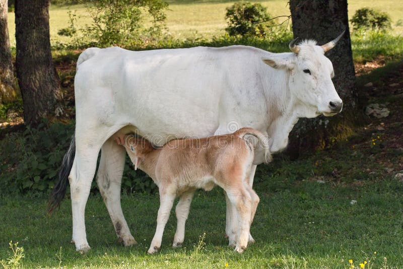 Ferme de vache image stock. Image du manger, boeuf, nourriture - 22797287