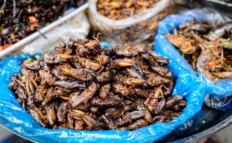 Nourriture D'insectes Chez Le Cambodge Photo stock - Image du ...