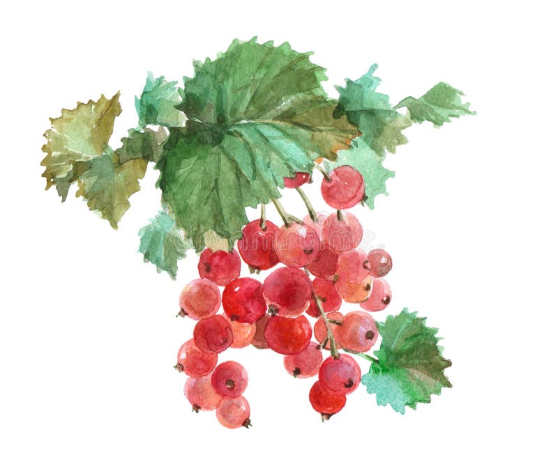 Aquarelle Avec La Groseille Rouge Sur Un Fond Blanc Illustration Stock ...