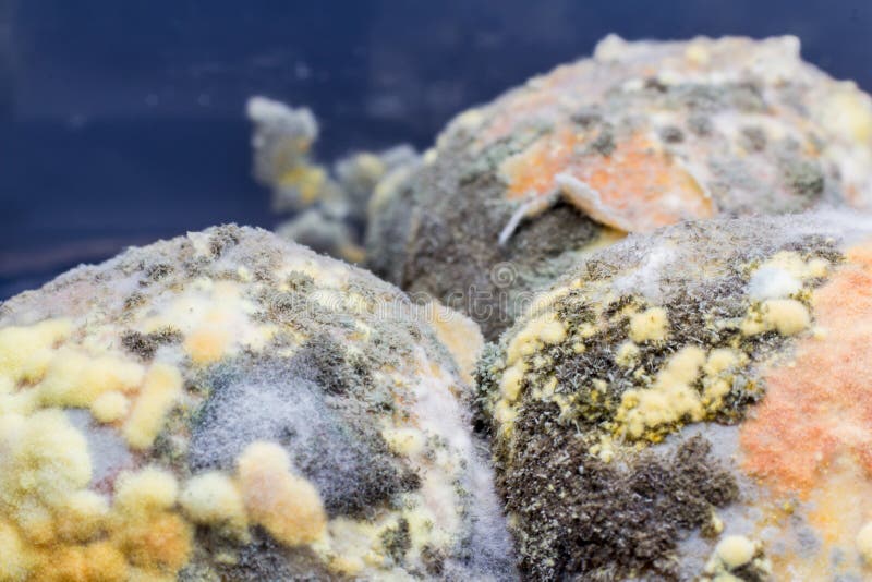 10,973 Nourriture Moisie Photos libres de droits et gratuites de Dreamstime