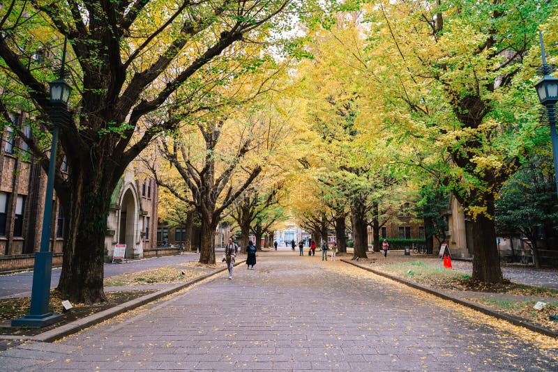 Nov 26 2023 Ginkgo Trees , University of Tokyo in Autumn Editorial ...