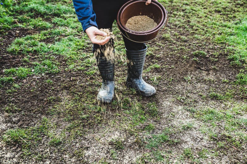 Nova Erva Com Sementeira De Sementes De Relva Foto de Stock - Imagem de ...