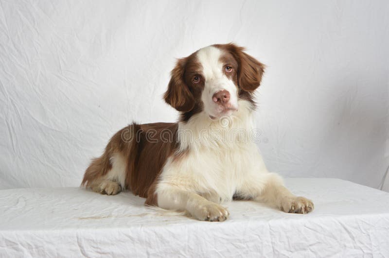 Nova Scotia Duck Toller Laying Down Stock Photo - Image of giving ...