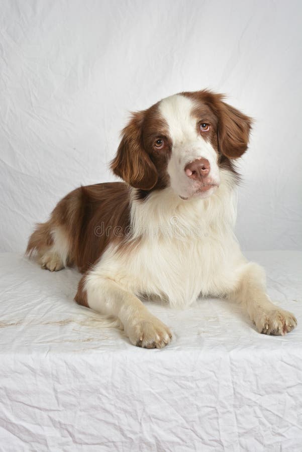Duck Toller Dog with His Head Turned Stock Photo - Image of duck ...
