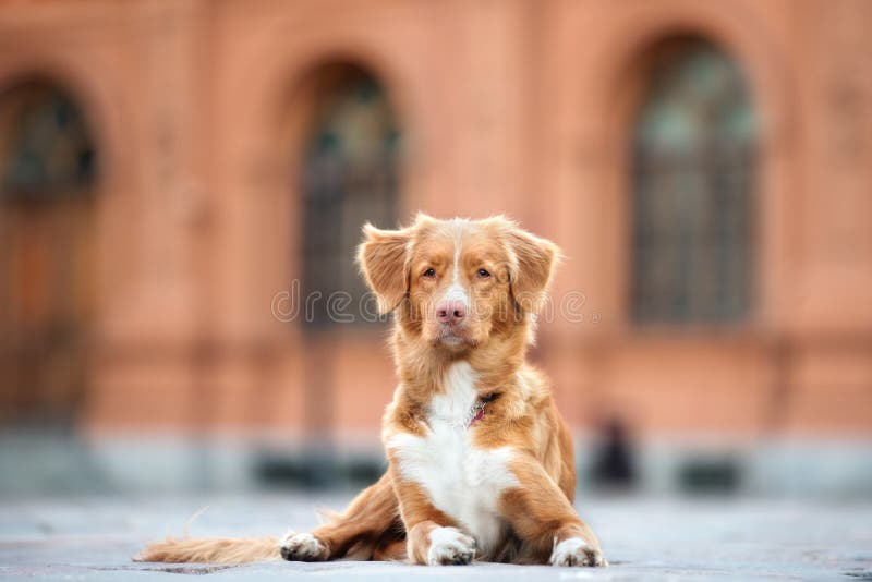 Nova Scotia Duck Tolling Retriever Dog Lying Down Stock Photo - Image ...