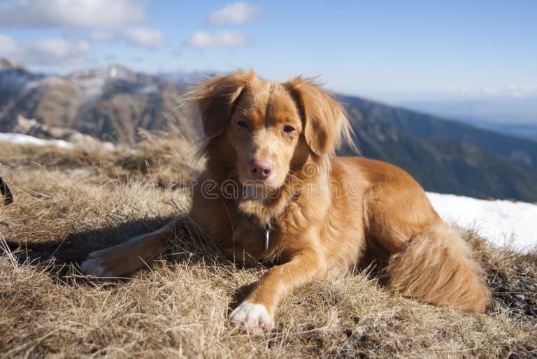 Nova Scotia Retriever on the Trek 2 Stock Photo - Image of pedigree ...