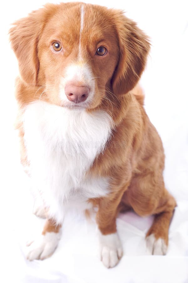 Nova Scotia Duck Toller Puppy Stock Image - Image of beauty, little ...