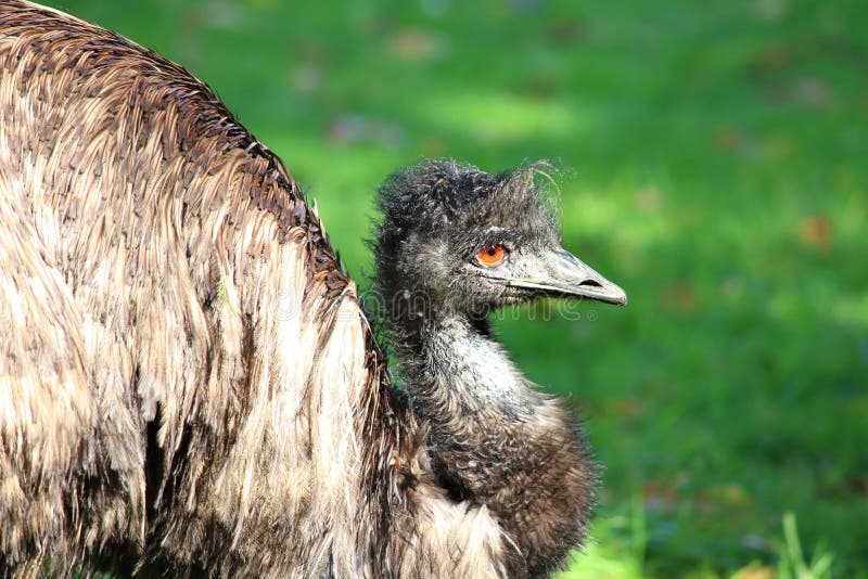 De Emu Dromaius Novaehollandiae, Australische Grootste Inheemse Vogel ...