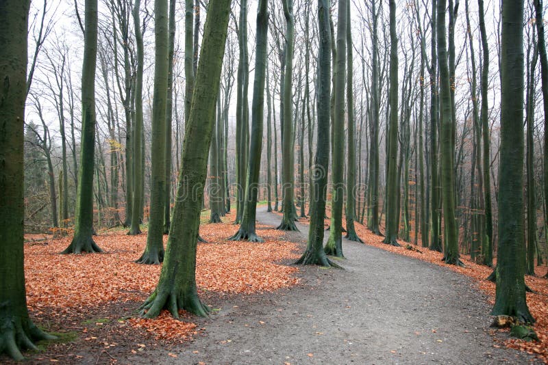 November stock photo. Image of season, path, leaves, autumn - 10895826