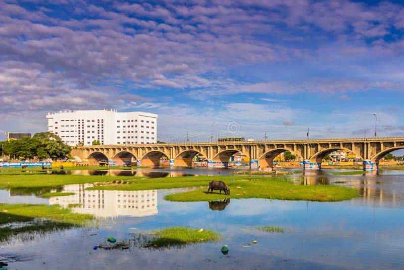 November 13, 2014: Bull in the Landscape Around Madurai, India ...