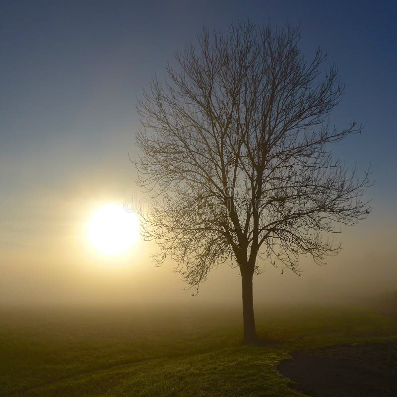 November Fog is coming stock photo. Image of tree, sunset - 47161688
