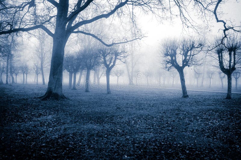November fog trees stock photo. Image of mood, autumn - 47315398