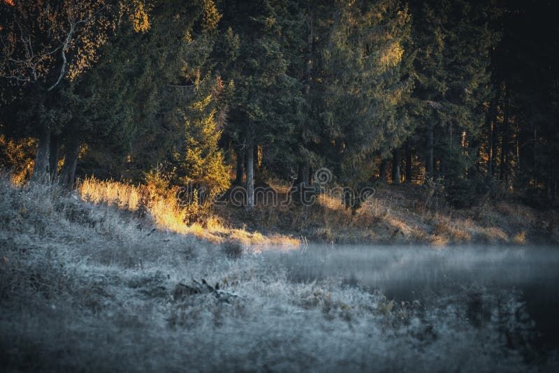 Sunlight Falls on the November Forest Stock Image - Image of mist ...
