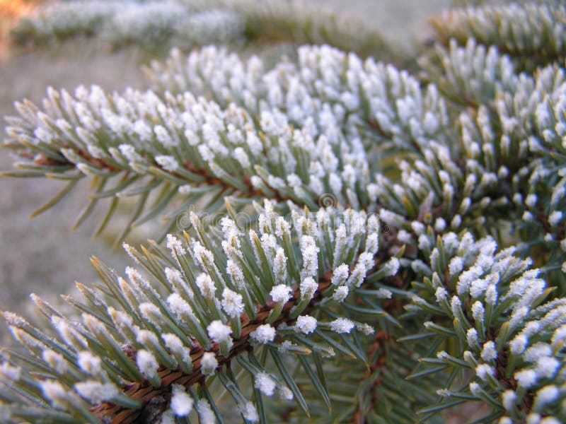 November frost stock image. Image of cold, autumn, winter - 44481