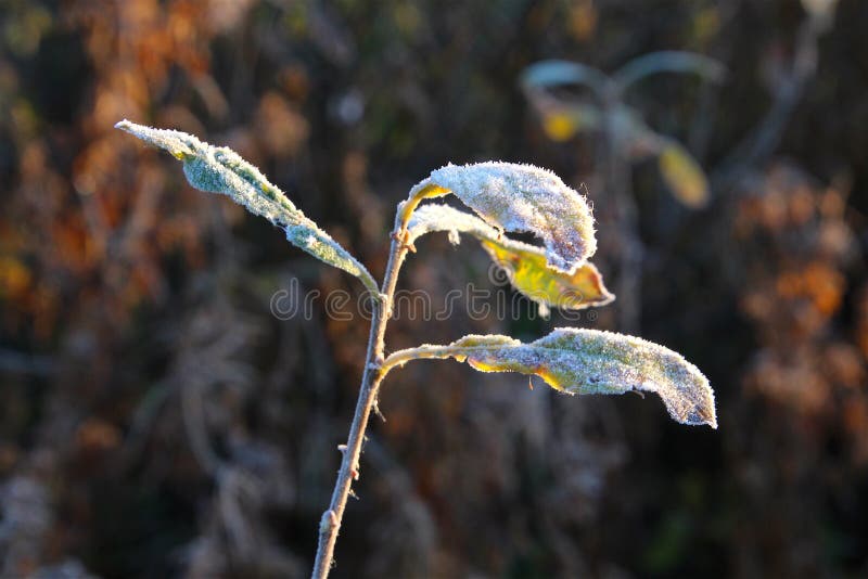 November frost stock image. Image of cold, autumn, winter - 44481