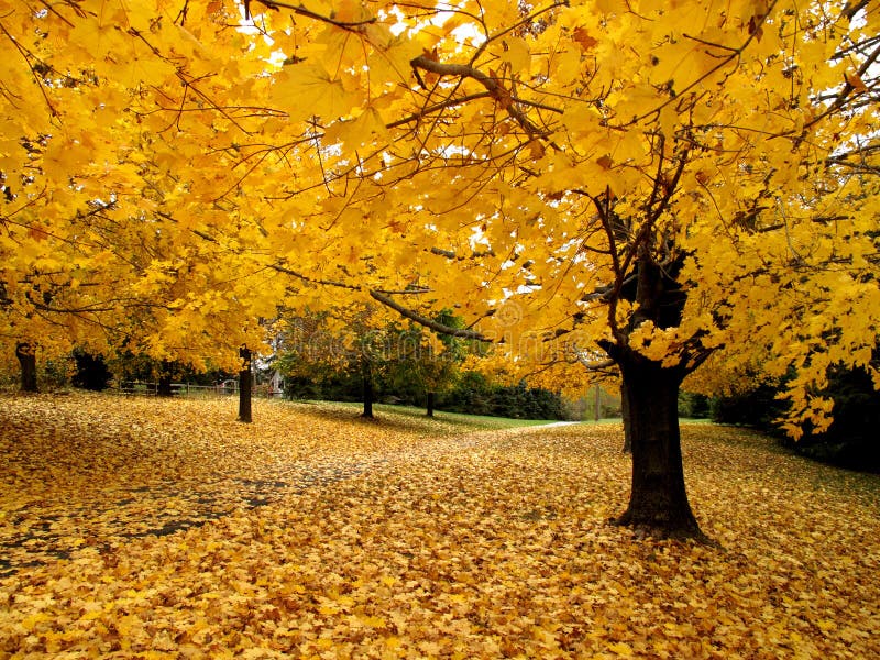 November Gold Autumn stock photo. Image of fall, landscape - 6980496