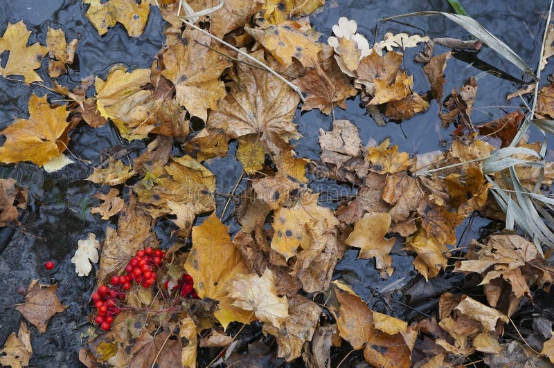 November leaves stock photo. Image of scene, cold, colorful - 1314324