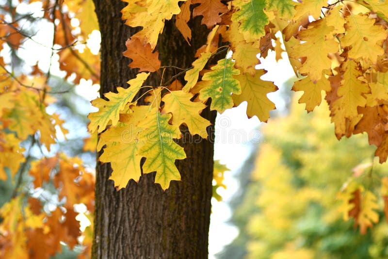 November, the Leaves of the Oak Trees Turn Yellow Stock Photo - Image ...