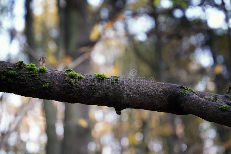 November Morning in the Forest, Moss Growing on a Tree Branch Stock ...