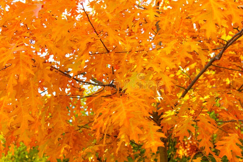 November Oak Fall Leaves on Branch. Oak Fall Leaves Stock Image - Image ...