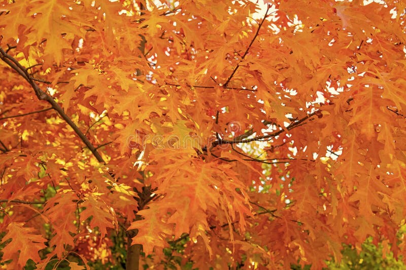 November Oak Fall Leaves on Branch. Oak Fall Leaves Stock Image - Image ...