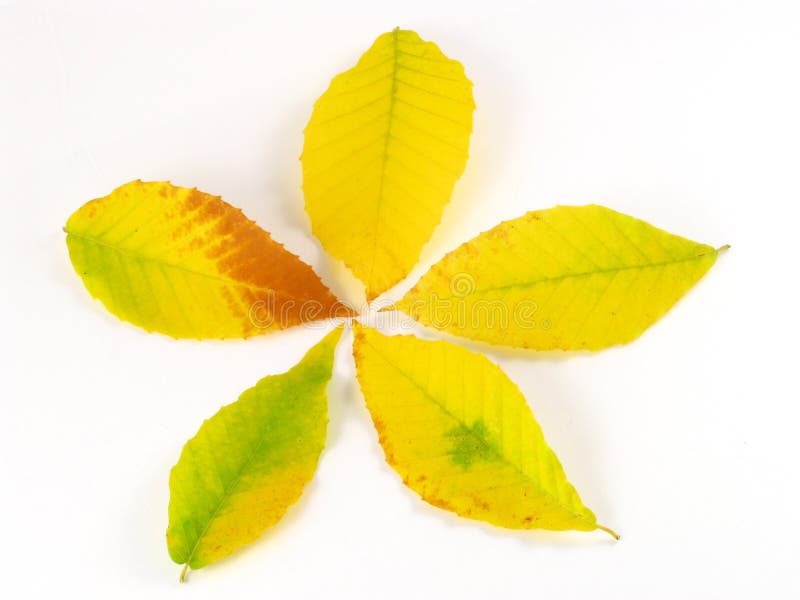 November October Autumn Leaf Foliage Fall Leaves Stock Photo - Image of ...