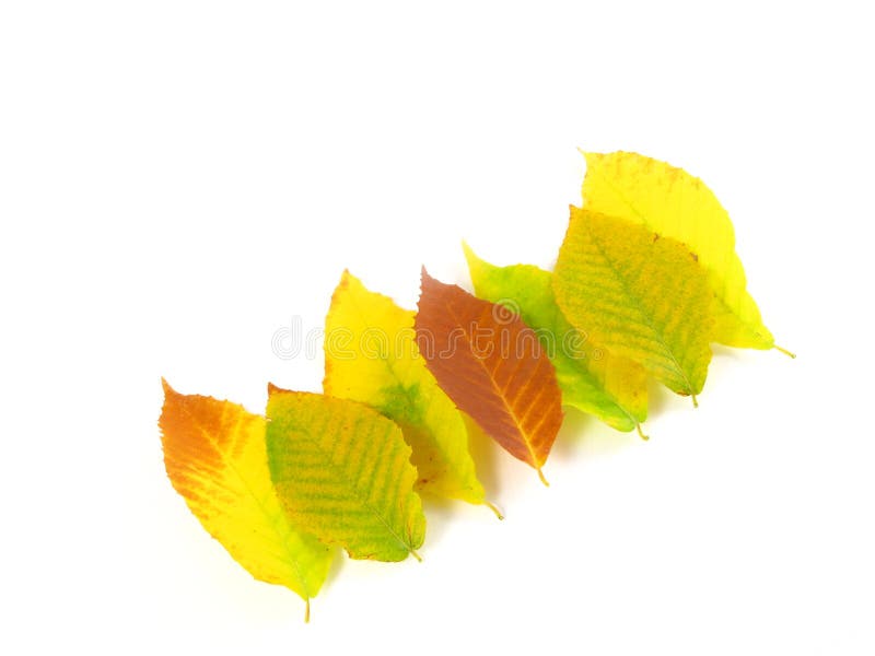 November October Autumn Leaf Foliage Fall Leaves Stock Photo - Image of ...