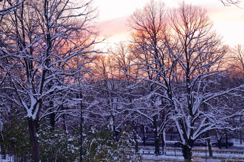 November Sunset in the City Park Stock Image - Image of forest, snow ...