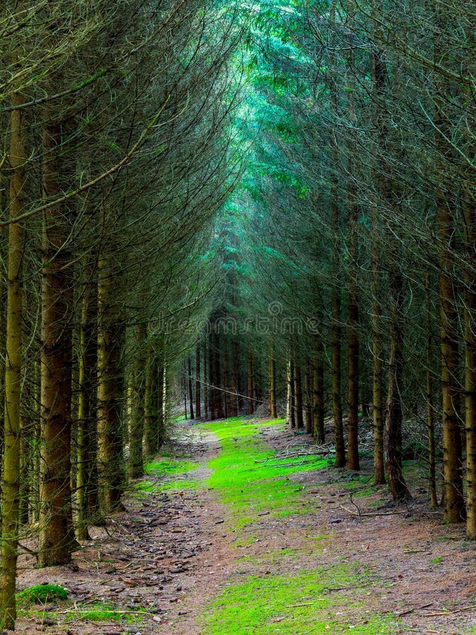 November Tree Avenue stock image. Image of november, fall - 47273977