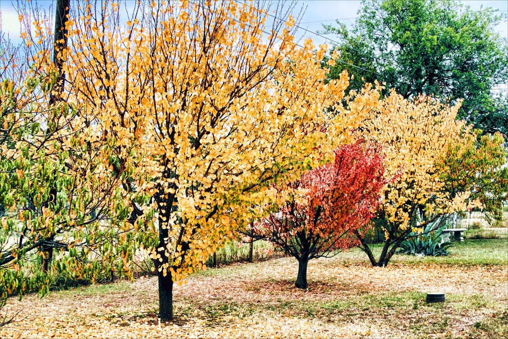 November Trees stock image. Image of amazing, yellow, falling - 6949535