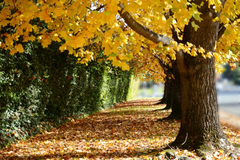 The November Trees Love the Fall Stock Photo - Image of maple, green ...