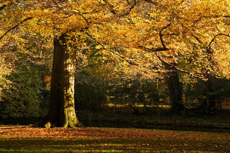 Novembergold stock photo. Image of yellow, tree, autumn - 7078156