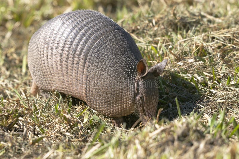 Negen-gestreept gordeldier stock foto. Image of klein - 49908012