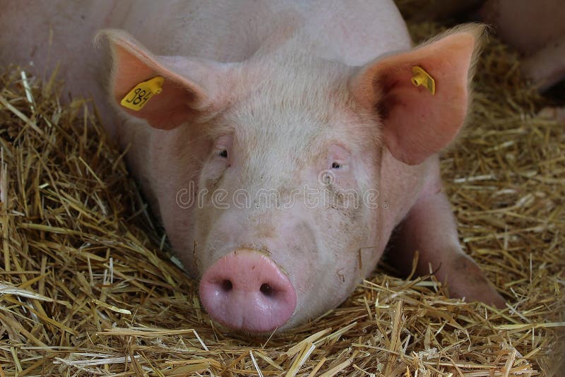 1,665 Cerdo Triste Fotos de stock - Fotos libres de regalías de Dreamstime