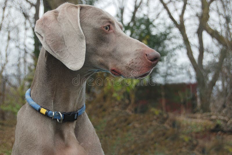 Hola Que Agita Del Perro De Pelo Corto De Weimaraner Foto de archivo ...