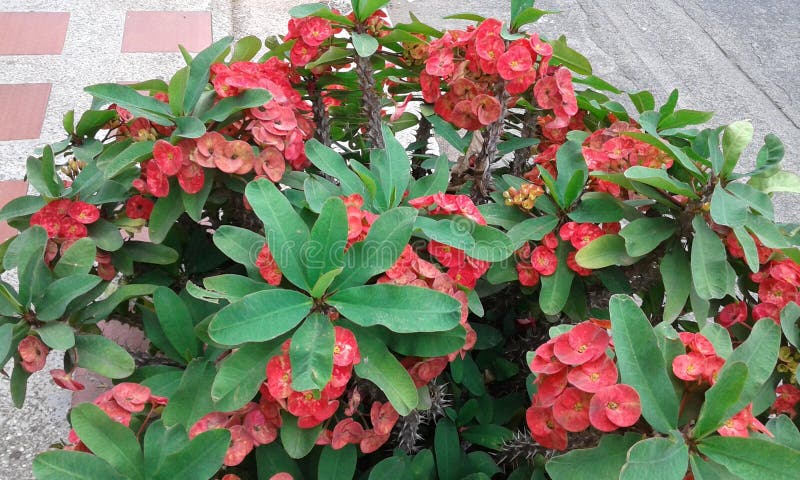 Novios flor colombia foto de stock. Imagem de flor, custo - 160319976