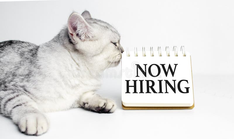 Now Hiring on Notebook and Grey Cat Stock Image - Image of application ...