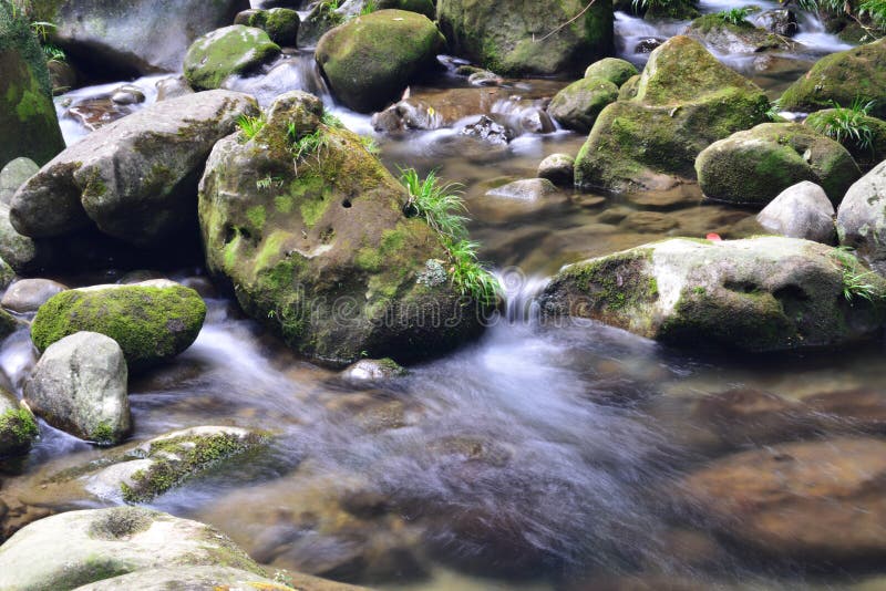 Now this River is Moving Fast ! Stock Photo - Image of play, forest ...