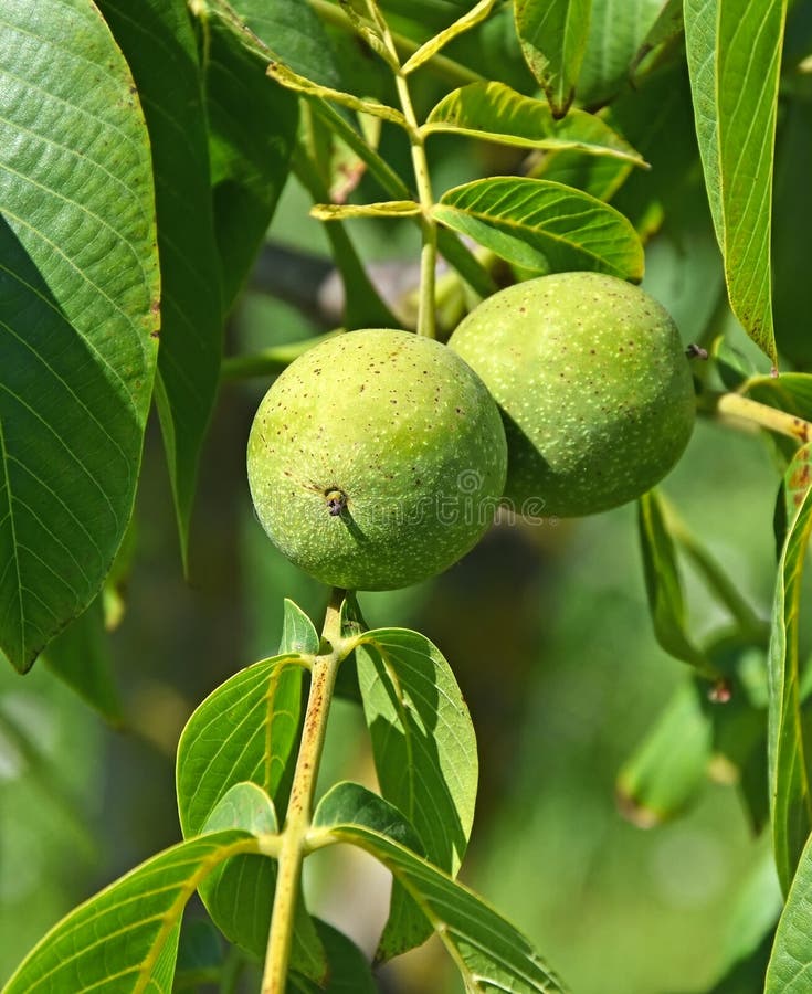Nozes verdes foto de stock. Imagem de frutas, comer, nutshell - 20768776