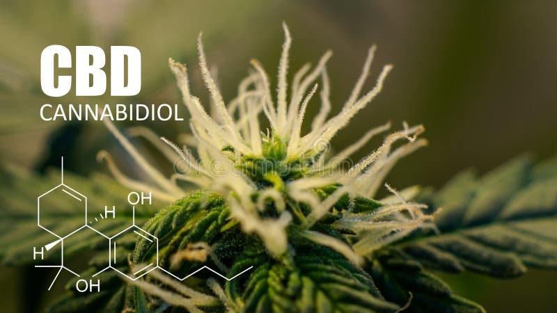 Npsychoactive Elements in Marijuana Buds. Magnifying Glass To Check ...