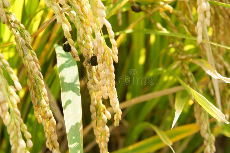 Rice blast disease stock image. Image of disease, fungus - 101320041