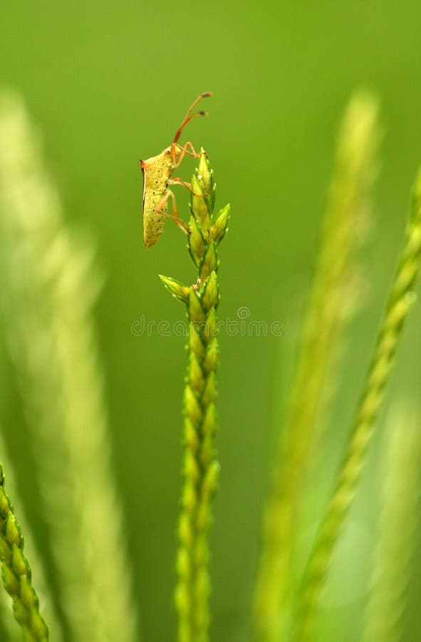 Nsect climbing on flowers stock photo. Image of wildlife - 80904774