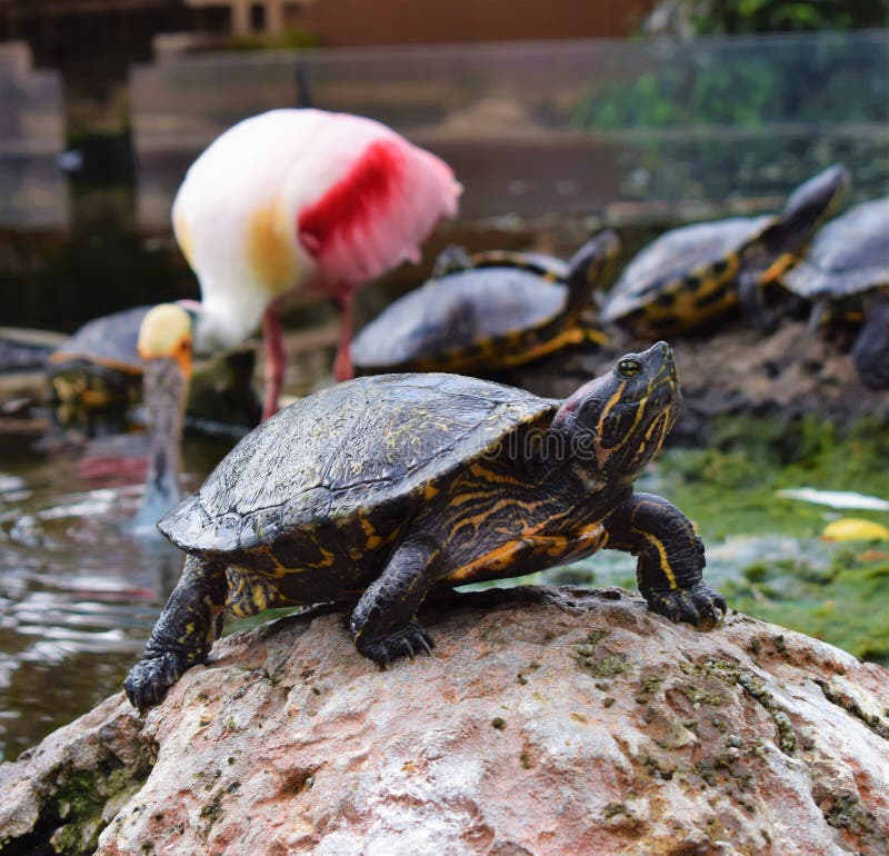 Turtle with a Flamingo in the Back Stock Photo - Image of delightful ...