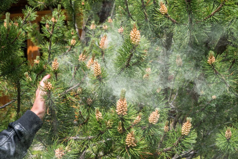 Nuage de pollen d'un pin photo stock. Image du ressort - 125942960