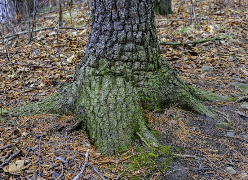 Nubby and Rough Tree Trunk Base Covered with Moss, Orange Leaves Stock ...