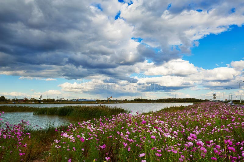 Nube Y Flores Espectaculares Imagen de archivo - Imagen de apacible ...