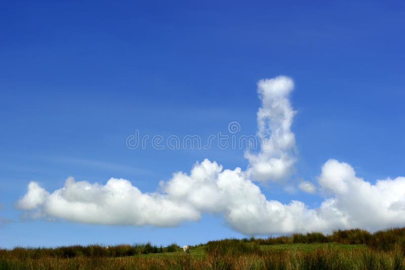Nubes Bajas Y Horizonte De Cañas Foto de archivo - Imagen de hierba ...