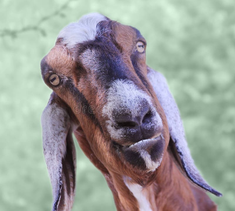 Cute brown goat s grin stock photo. Image of laughing - 14452096