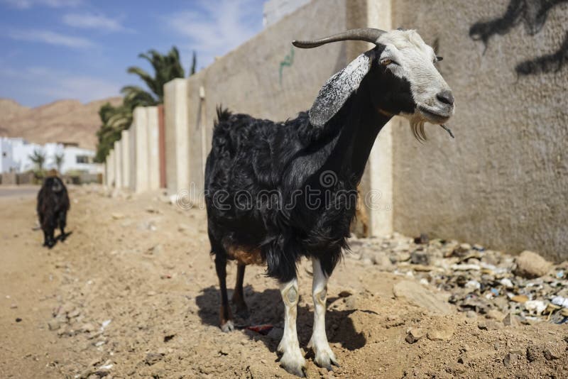 Goat Milk Egypt Stock Photos - Free & Royalty-Free Stock Photos from ...