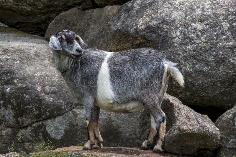 Nubian Goat Mix stock image. Image of standing, livestock - 102820371